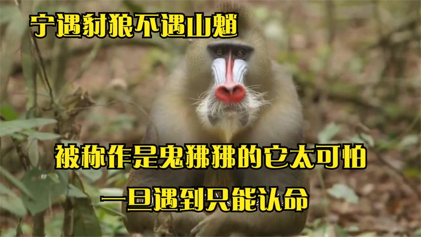 宁遇豺狼不遇山魈,被称作是鬼狒狒的它太可怕,一旦遇到只能认命