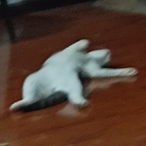 瘫倒猫猫 