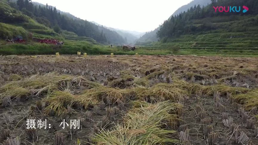 贵州黔东南的九月,收获季节,带你看看贵州农村是怎样收稻谷的
