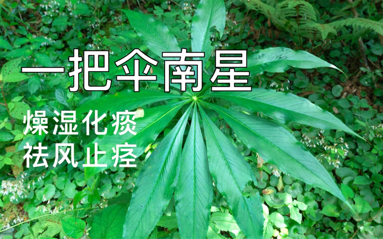 【一把伞南星】千万千万别尝!我尝了,嘴差点没保住!