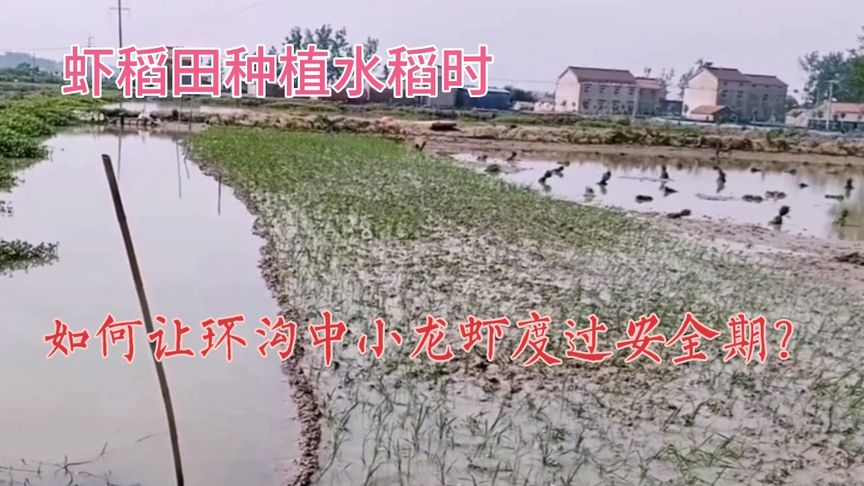 虾稻田种植水稻时龙虾如何度过暂养期?视频中操作方法可借鉴