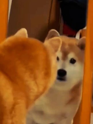 我怎么长得和狗一样!