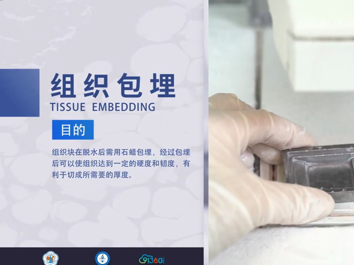 组织包埋教程 I 病理检测 I 石蜡包埋 I 组织样本