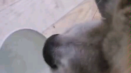 咕咚咕咚狗喝水