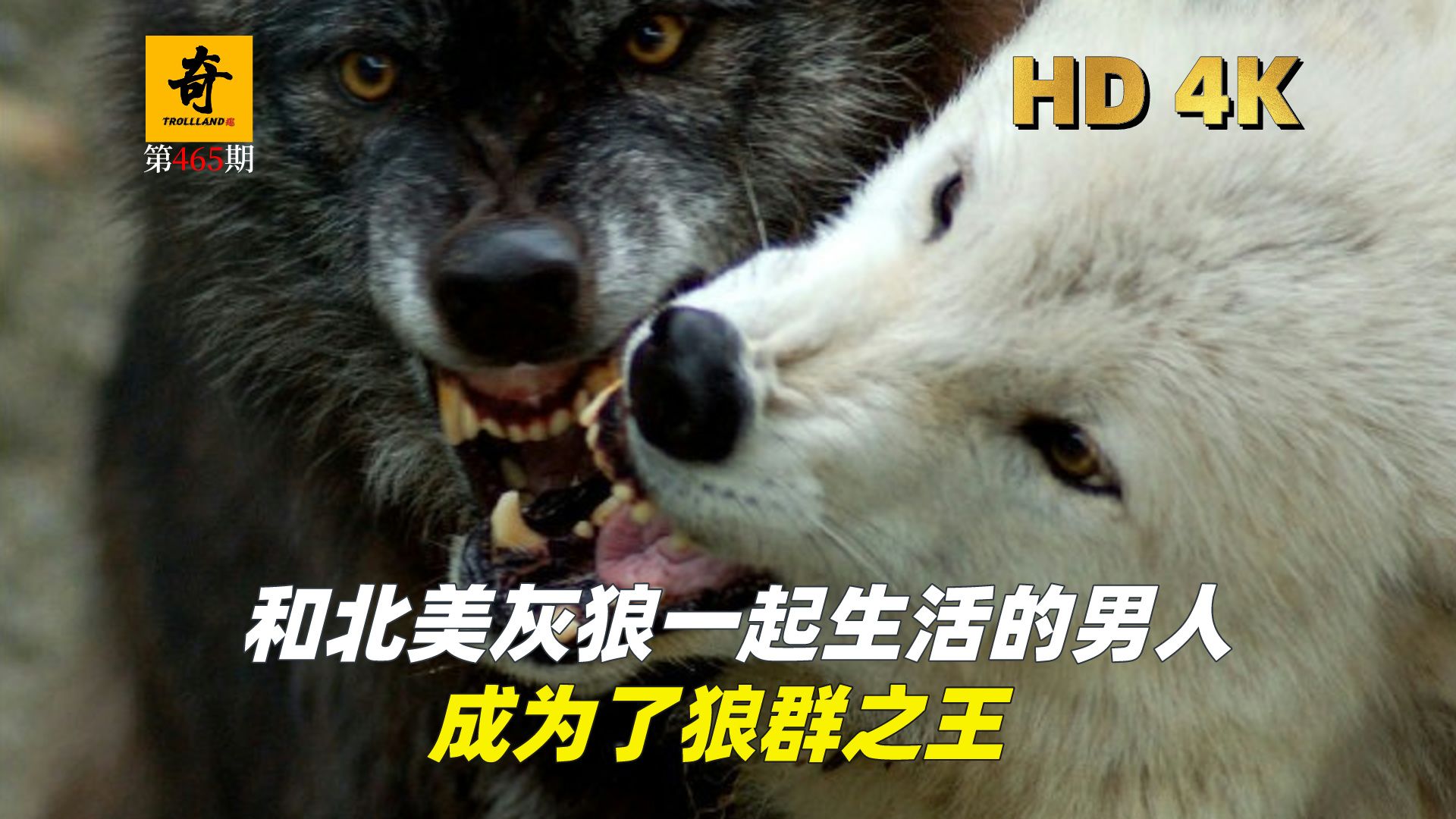 纪录片解说,【狼王肖恩】第二集,和北美灰狼一起生活的男人,如何成为...