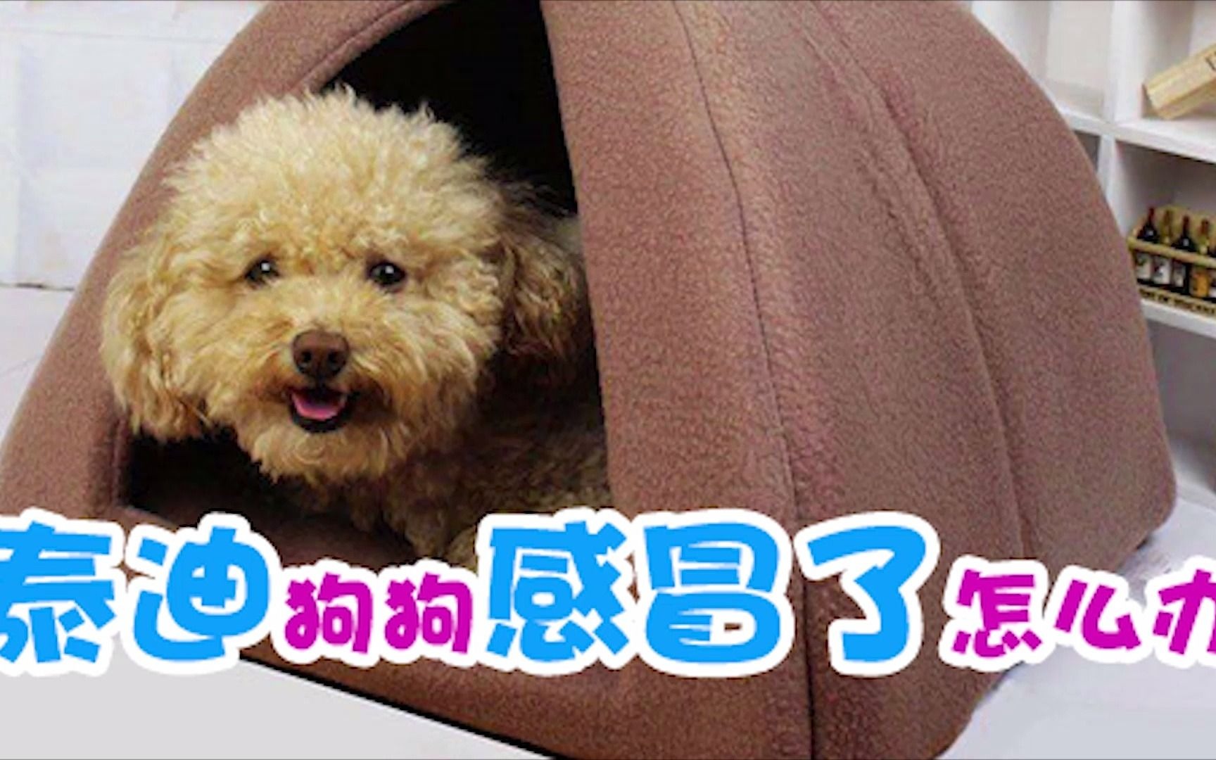 泰迪狗狗感冒了怎么办