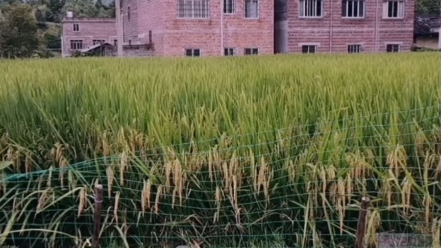 水稻成熟了,农民忙不停!