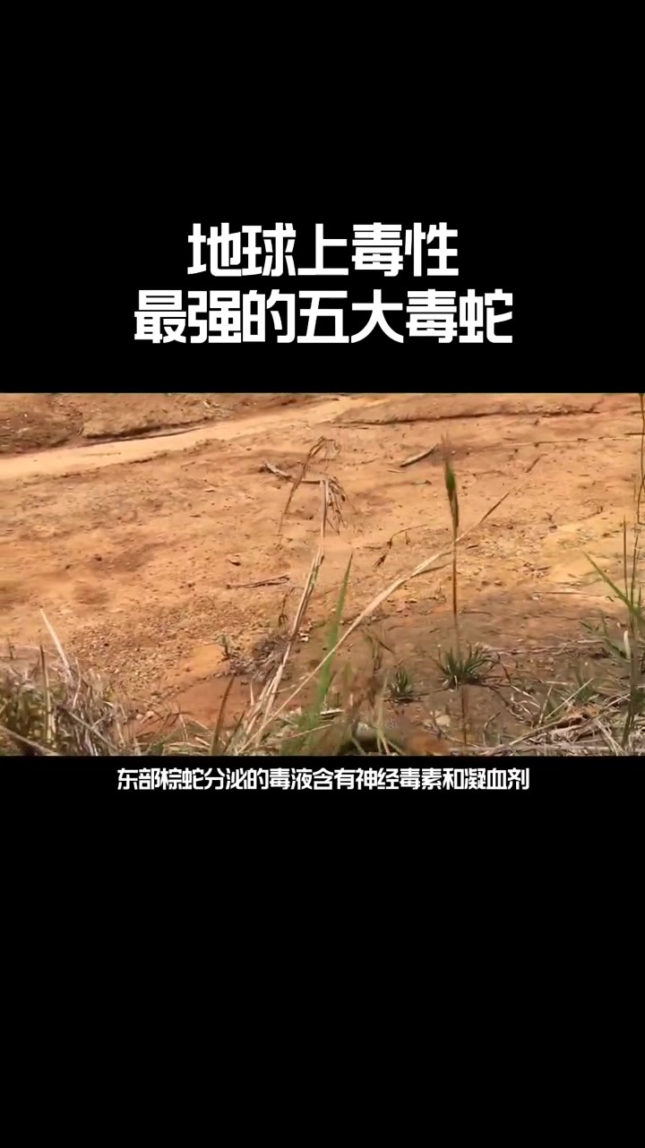 地球上毒性最强的五大毒蛇