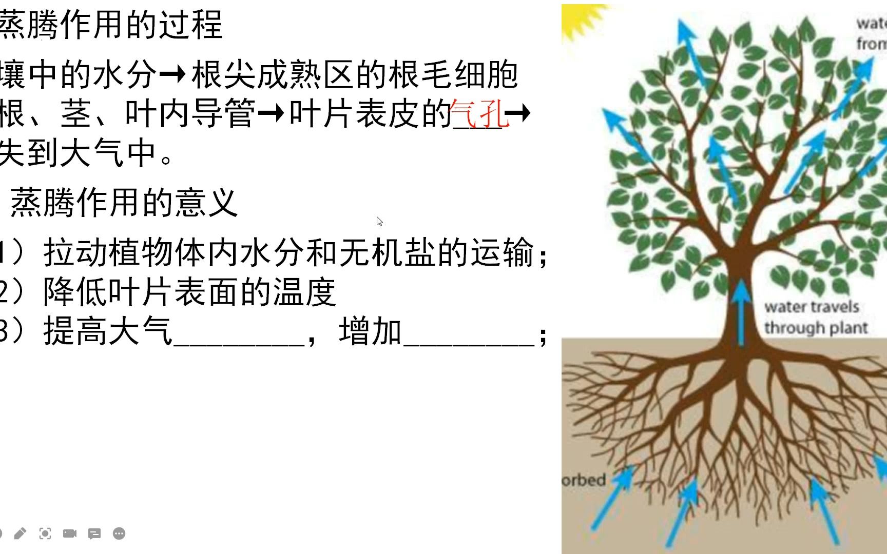 北京生物小中考18 绿色植物的蒸腾作用