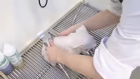 宠物狗第一次沐浴和美容!