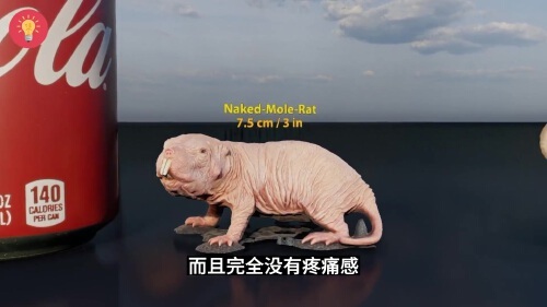 不同啮齿类动物的大小对比,最大超过2米