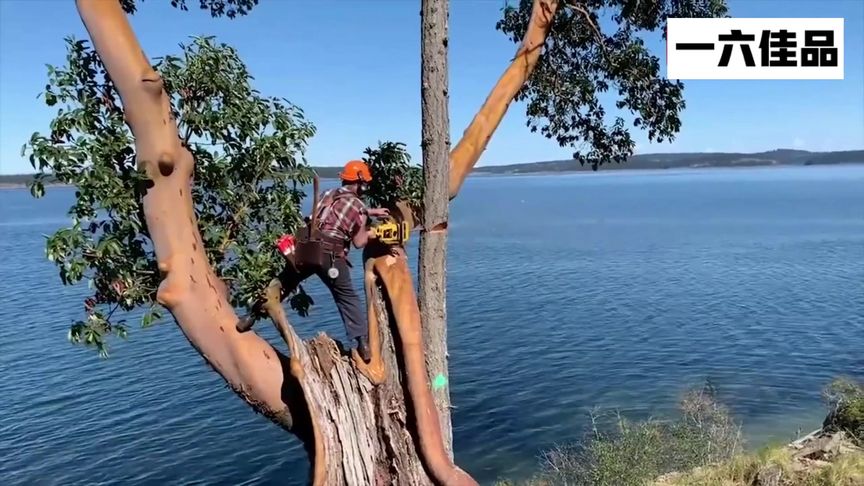 难得一见的伐树视频,真正的砍伐技术,感觉20年伐树生涯白混了