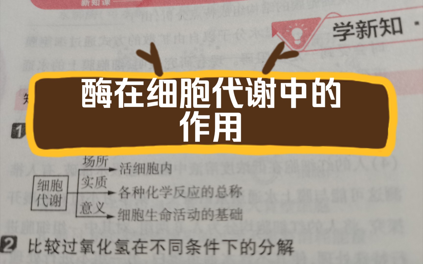 酶在细胞代谢中的作用