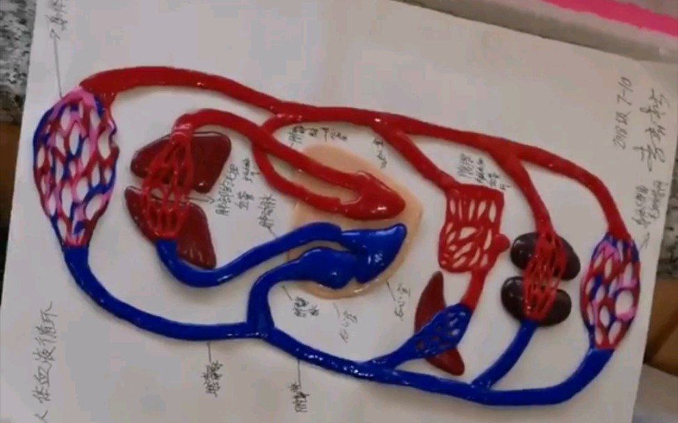 珲春四中孩子们的作品——自制生物模型