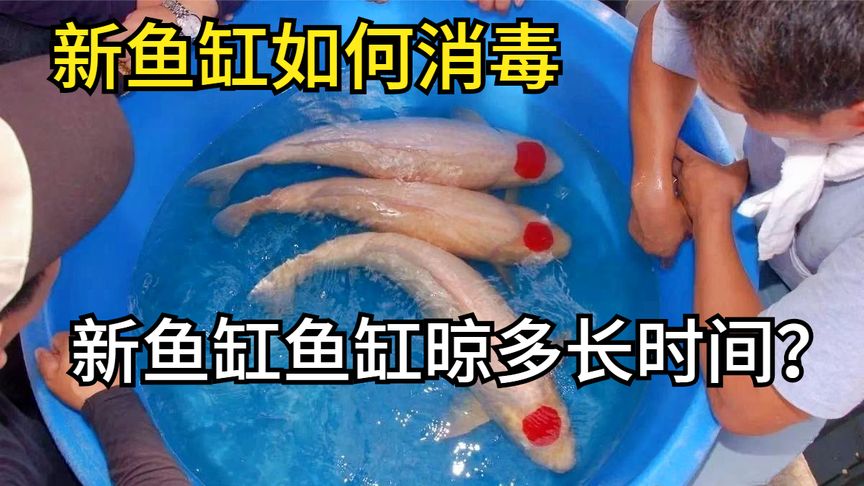 新鱼缸的消毒?最全鱼缸养锦鲤的经验,全面解析如何养好锦鲤鱼!