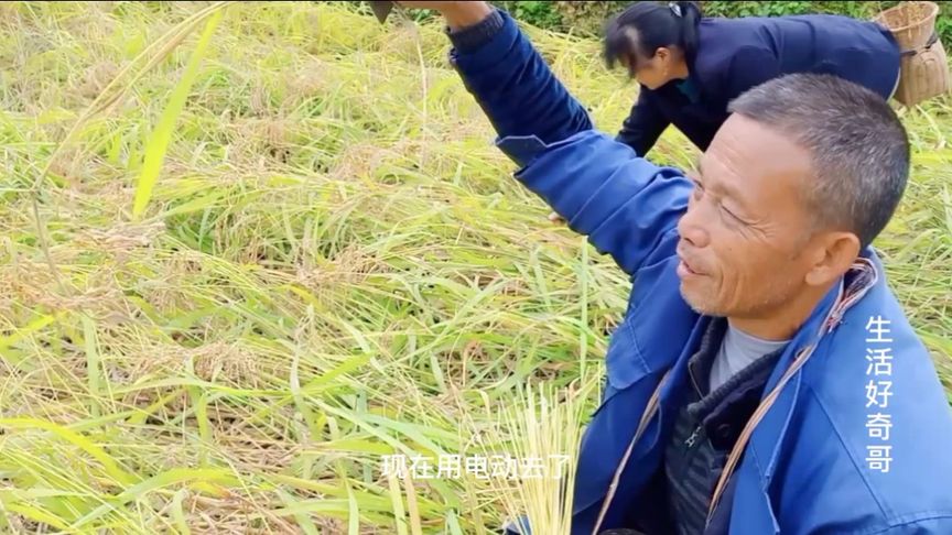 糯稻产量低,但侗家人为啥一直坚持种它?种植户揭秘原来暗藏玄机