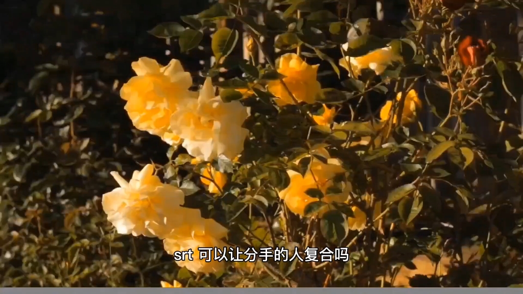 灵摆调频srt疗愈灵性反应疗法可以让分手的人复合吗?