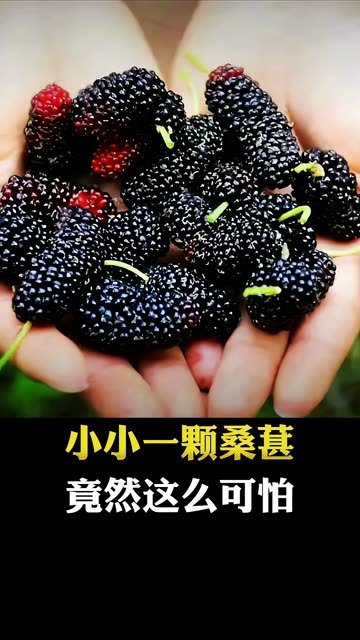 经常失眠多梦的朋友可以多吃一点桑葚干