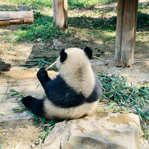 快乐小bee 