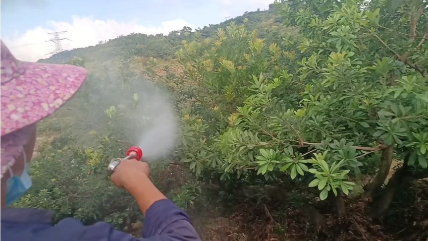 杨梅树管理成本不高,受天气影响很大,运气不好一年努力就白费。