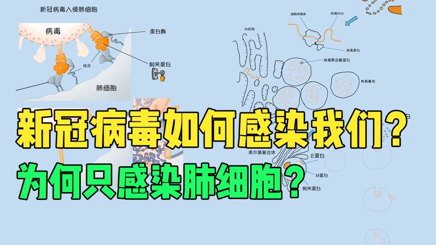 新冠病毒如何感染我们?为何只感染肺细胞?