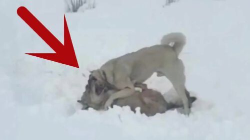 藏獒发起狠来有多恐怖?刚把进犯的狼群团灭小羊也被它咬死