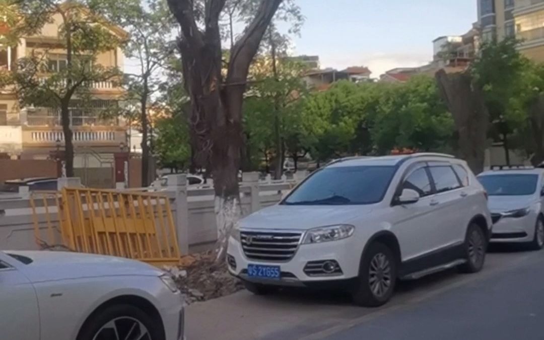 路边的榕树好不容易长成参天大树,却迎来了几十米变三四米的大修剪