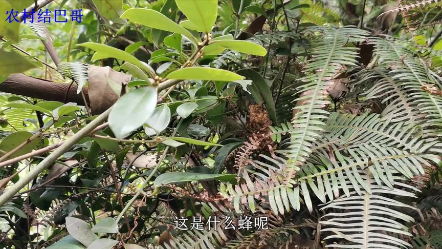 小伙上山挖土茯苓,先遇山猫子再遇毒虫和马蜂,上山的朋友注意了