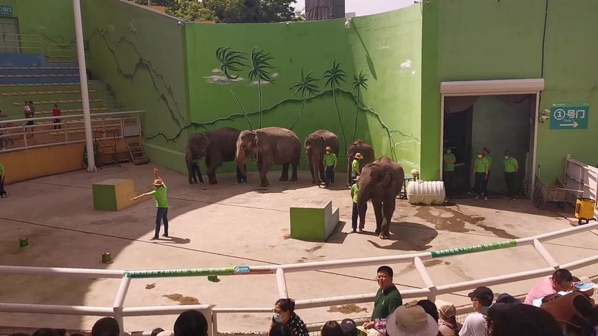 小长假,到森林动物园去看可爱的大象表演