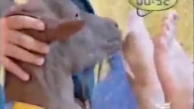 综艺节目中的笑刑惩罚,用羊挠痒痒