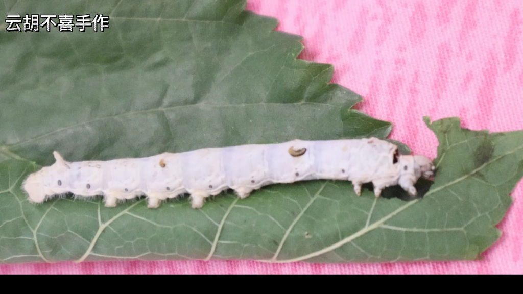 ...今天先发一个养蚕视频,明天给大家发蚕丝扇制作过程,哈哈哈哈我有点...