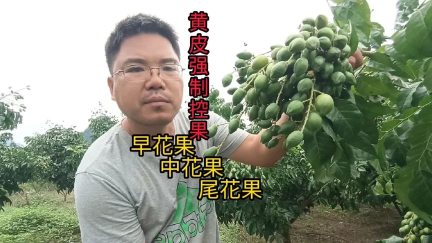 黄皮种植如何避免大小果,能否在最后关头补救,一切在控制之中