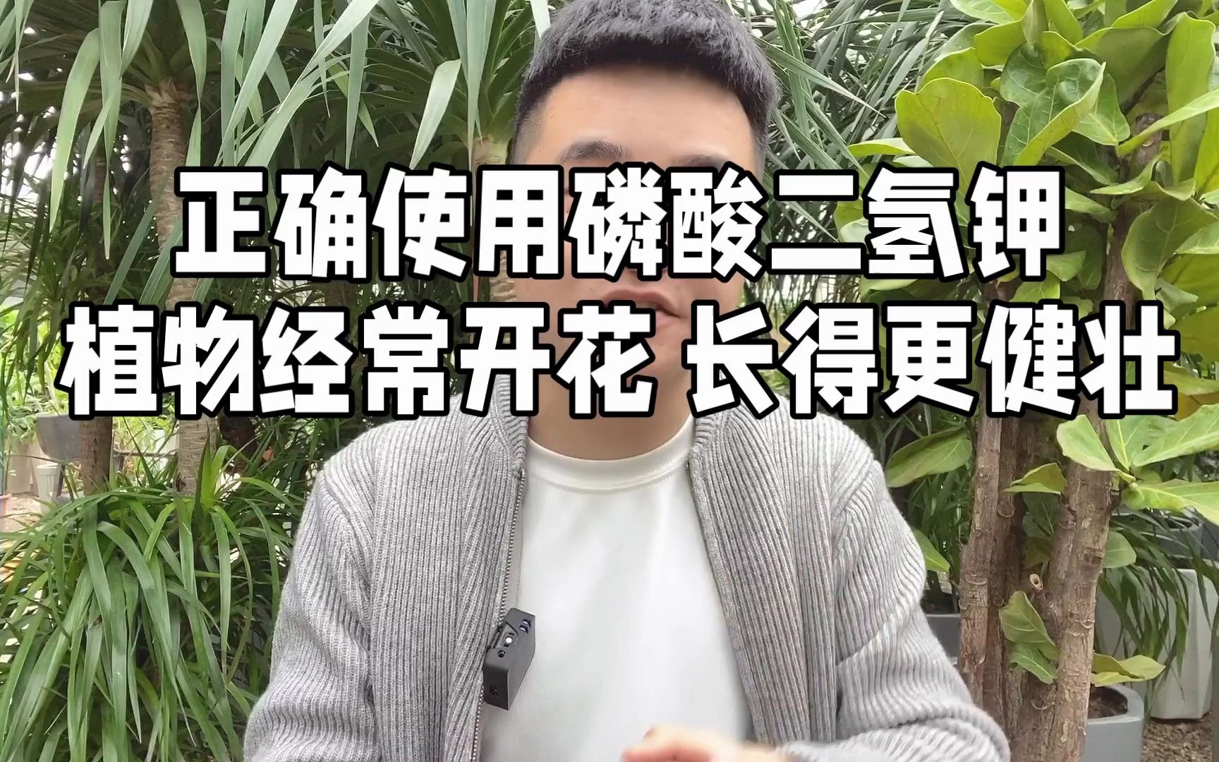 正确使用磷酸二氢钾 植物经常开花 长得更健壮