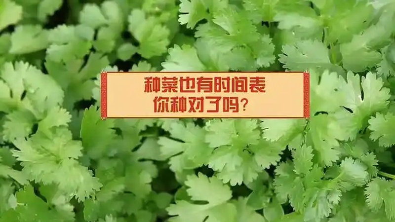 种菜也有时间表,你种对了吗?