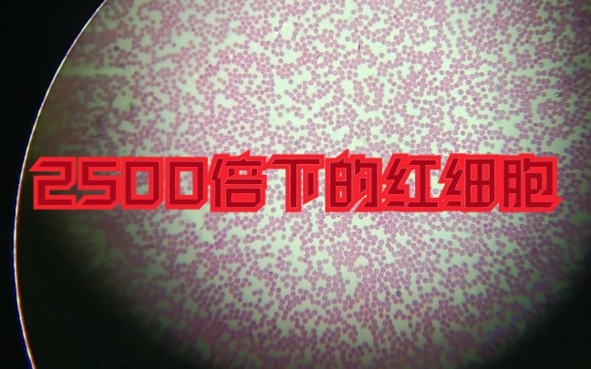 光学显微镜下的人体血液涂片