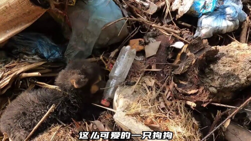 生活在垃圾堆里的狗狗,却露出了甜美的笑容,只因一个人的出现