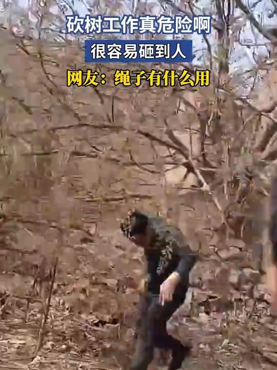 砍树工作真危险啊,很容易砸到人