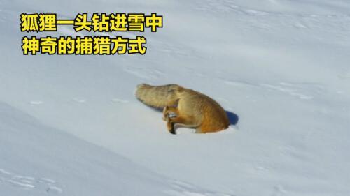 神奇!狐狸在雪地中捕猎,这个动作太牛了