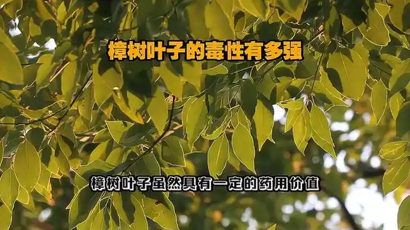 樟树叶子的毒性有多强