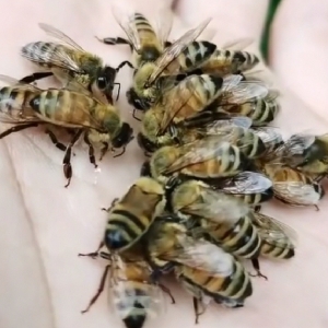 蜂舞百花 