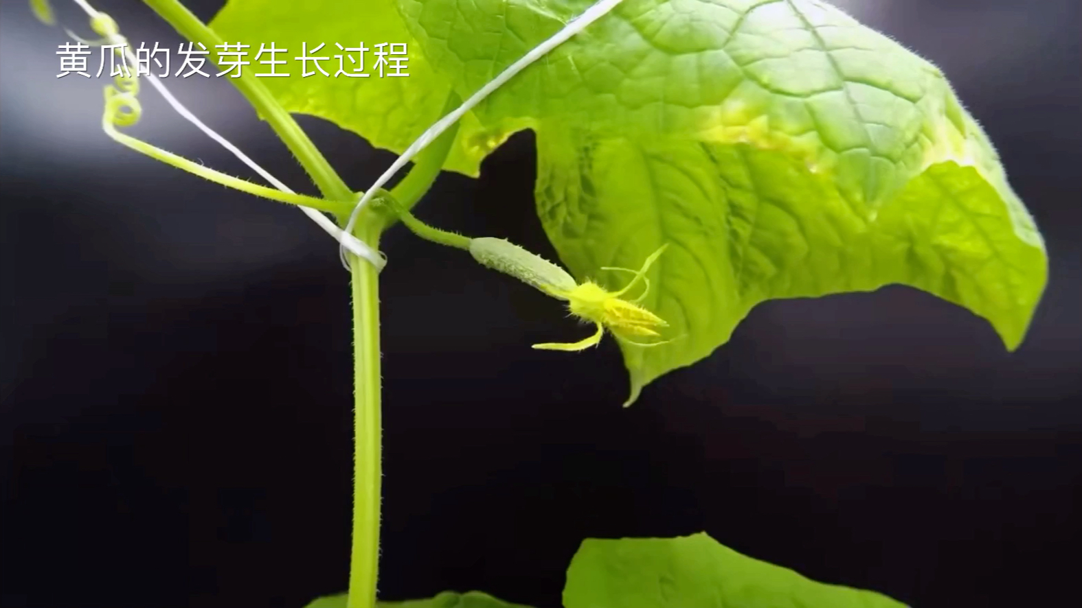 治愈系植物发芽生长视频