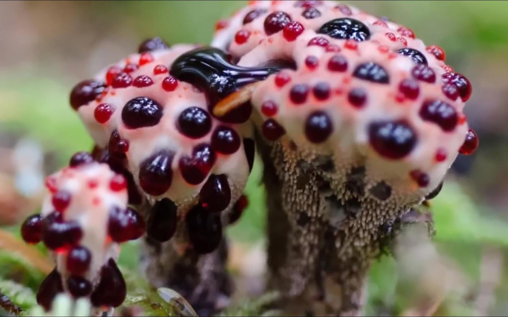 奇妙的真菌世界,永远让人大开眼界,带你见识最奇怪的15种真菌类型