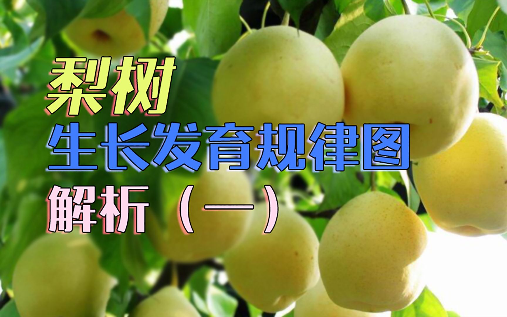 梨树生长发育规律图解析(一)| 中科易农