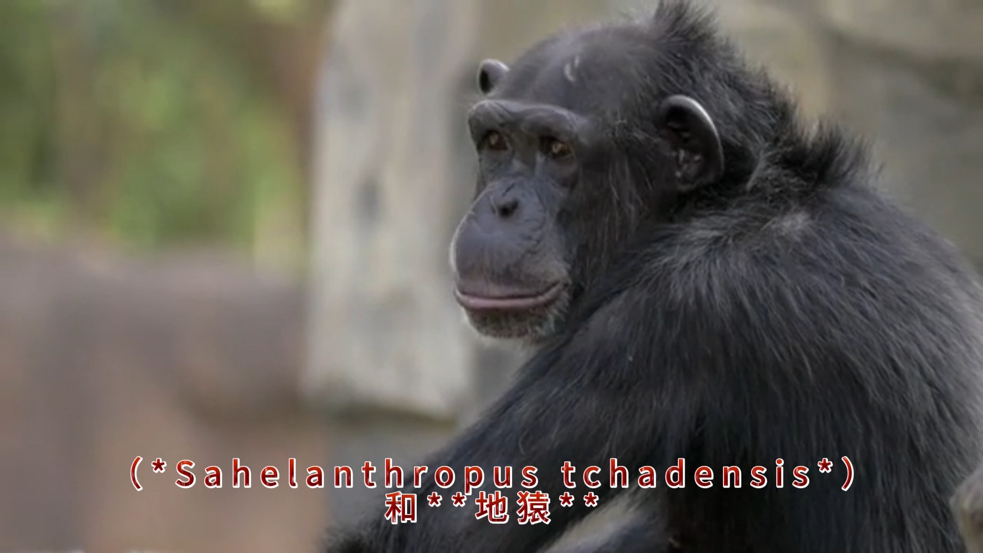 人类起源的演化历程:从古猿到智人的百万年史诗