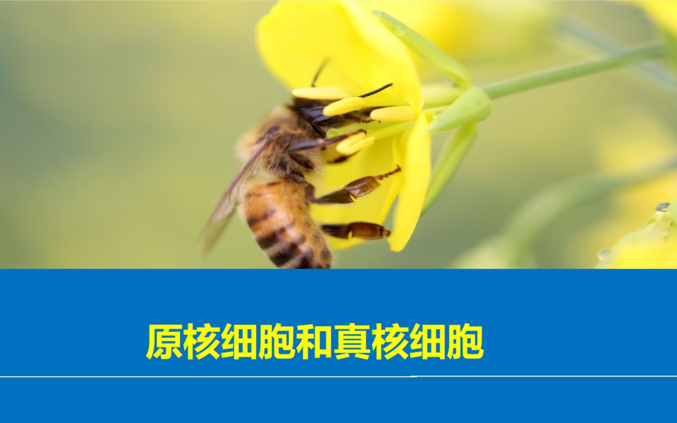1.2.2 细胞的多样性和统一性