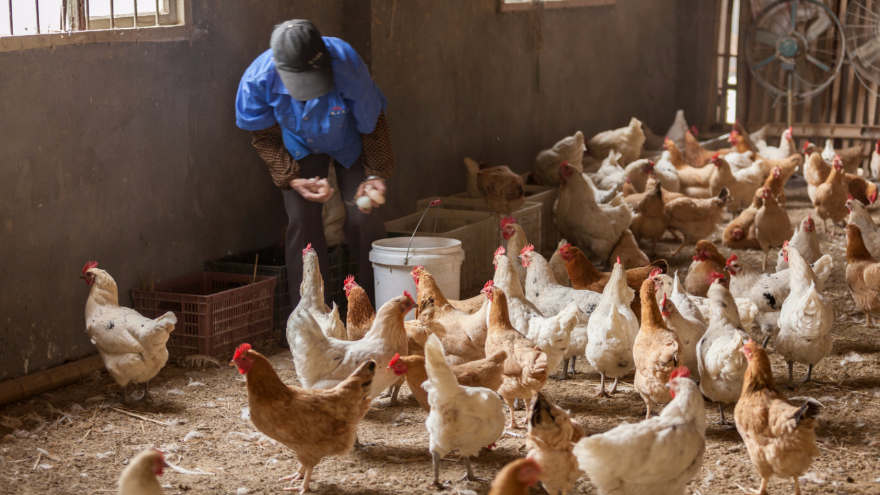 养一只鸡赔10元!上市公司业绩受拖累,鸡肉不“香”了?