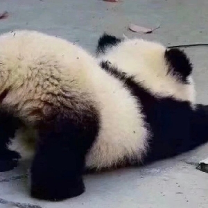 没头脑的不高兴翠花 