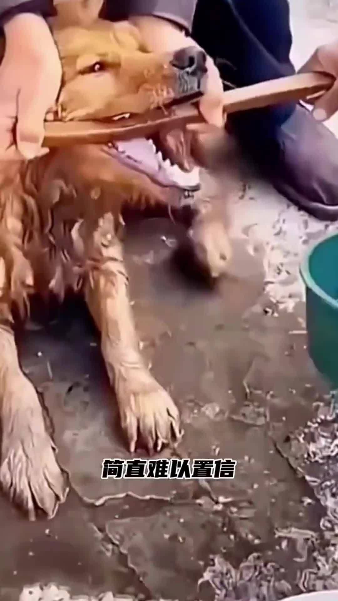 狗狗出门觅食误吃老鼠药,惨状令人心疼! 