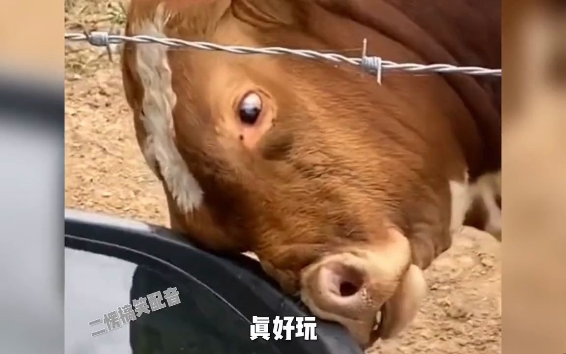 强“牛”的瓜不甜,南墙已撞,故事已忘… 视频 配音