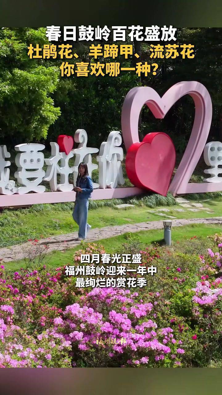 春日鼓岭百花盛放!杜鹃花、羊蹄甲、流苏花你喜欢哪一种?#福州#鼓岭...
